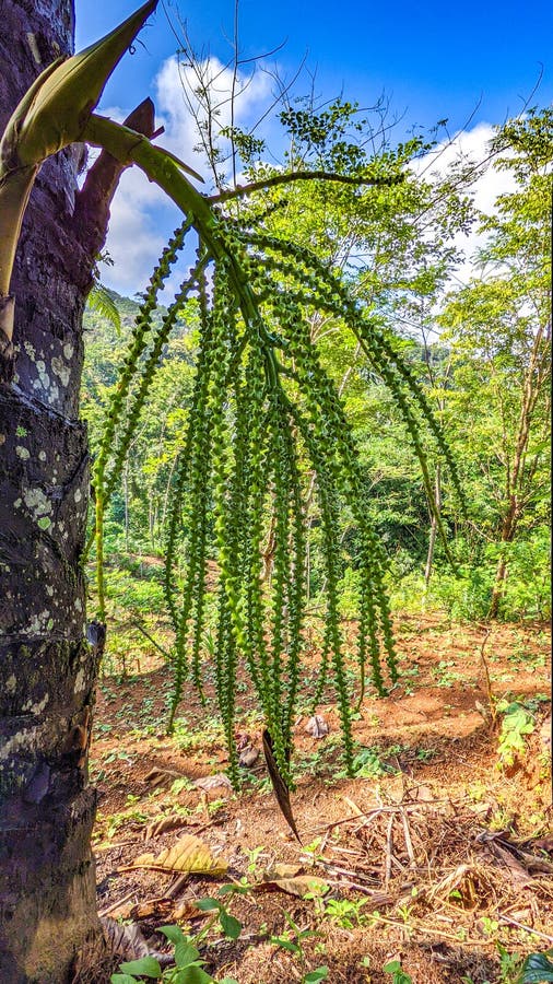 Palm Tree Hands that Produce Brown Sugar Stock Photo - Image of natural ...