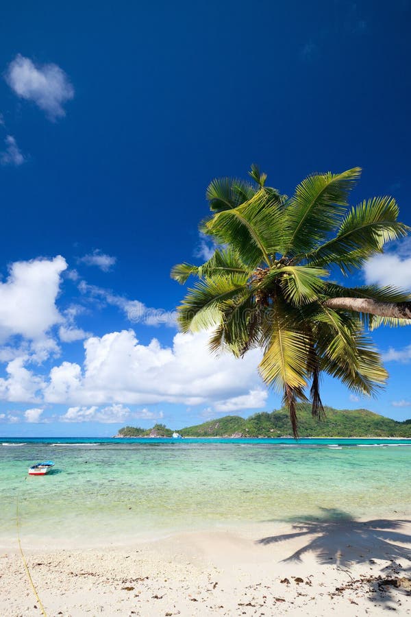 13+ Palm tree hanging over beach Free Stock Photos - StockFreeImages