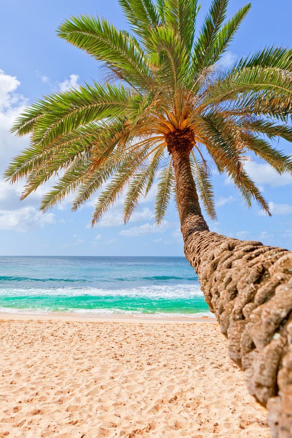Palm Tree Hanging Over Beach. Stock Photo - Image of outdoor, shore ...
