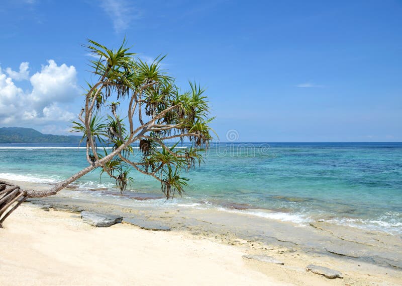 Palm Tree Hanging Over Beach with Ocean Stock Photo - Image of paradise ...