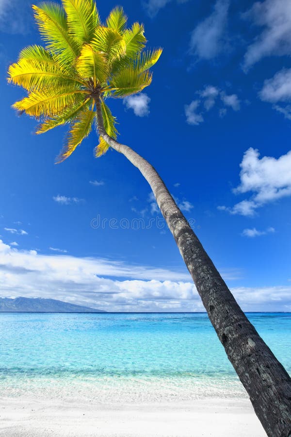 Palm Tree Overlooking Blue Lagoon Stock Photo - Image of ocean, scenery ...