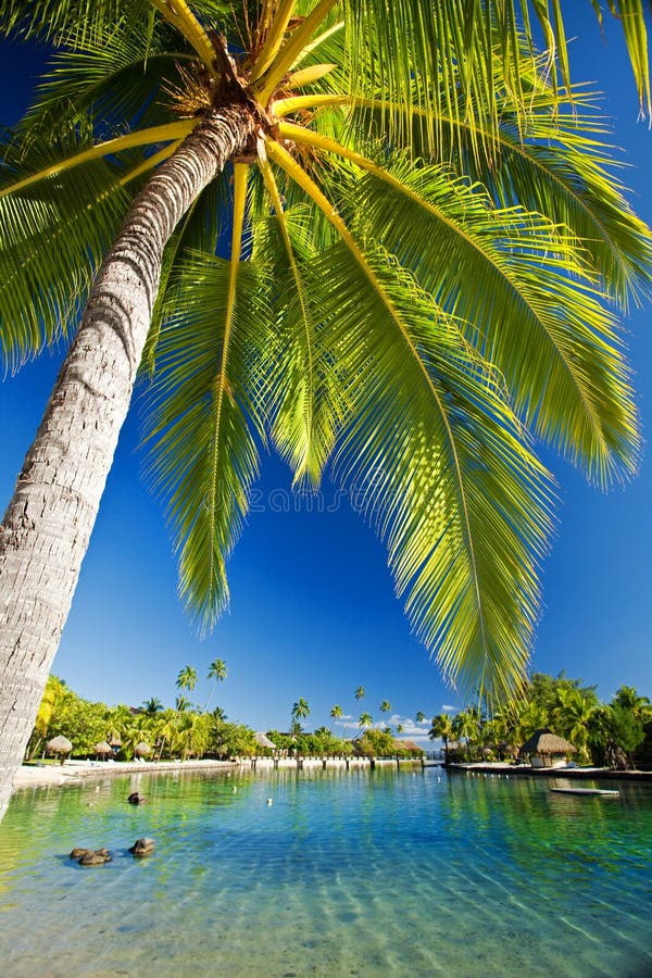 450+ Beautiful lagoon palm tree Free Stock Photos - StockFreeImages
