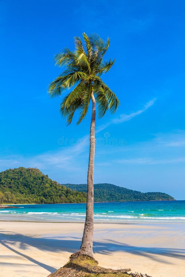 Palm tree over beach stock photo. Image of nature, branch - 203522384