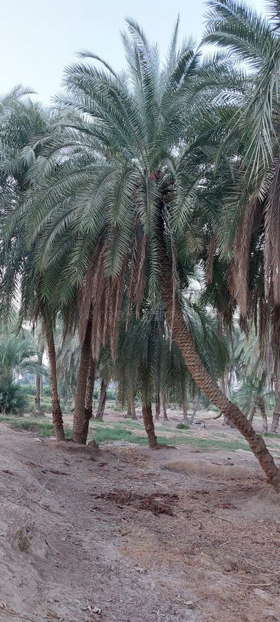 This is a Palm Tree that Has Grown To One and a Half Stock Photo ...