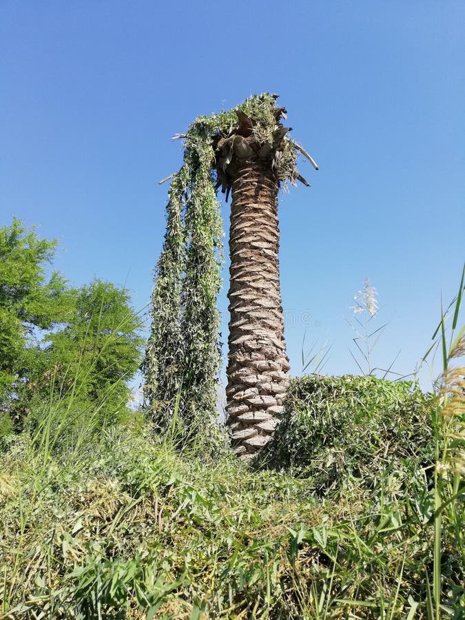 Palm tree without a head stock image. Image of tree - 167511589