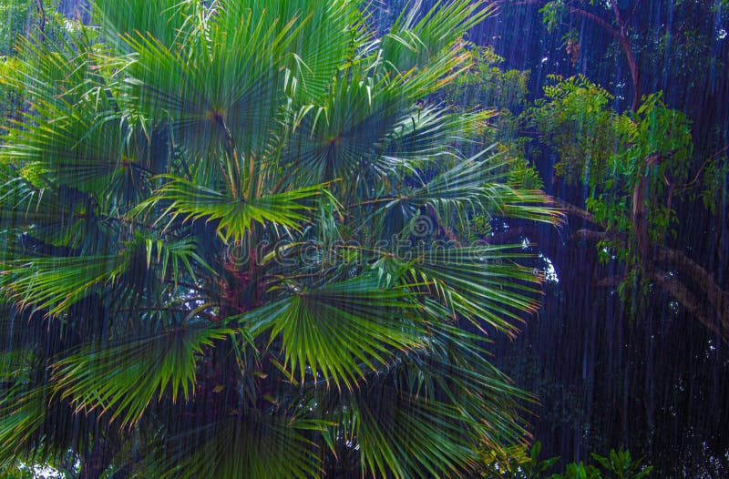 Tropical Rain and Palm Tree Stock Illustration - Illustration of africa ...