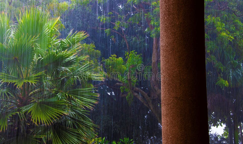 Tropical Rain and Palm Tree Stock Photo - Image of branch, beauty ...