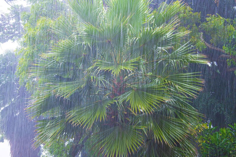 Tropical Rain and Palm Tree Stock Photo - Image of weather, forest ...
