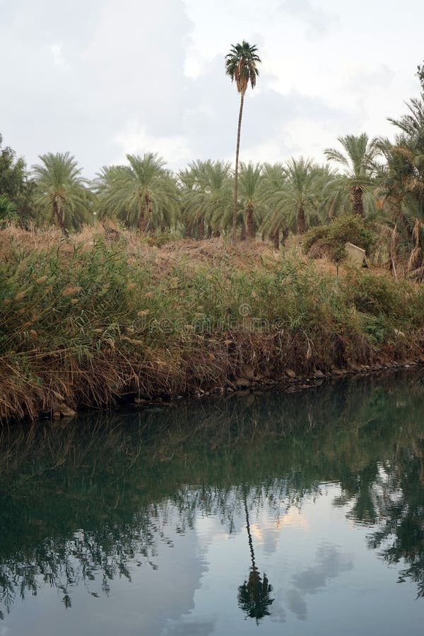 Palm tree stock image. Image of drop, israel, eucalyptus - 49009145
