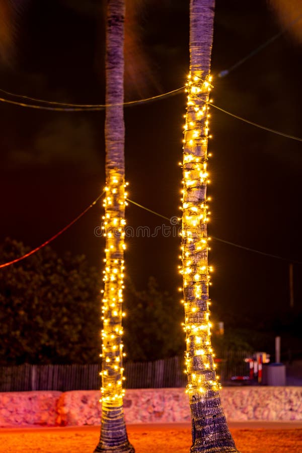 Palm Tree with Holiday Wrapped Light Rope Stock Photo - Image of lights ...