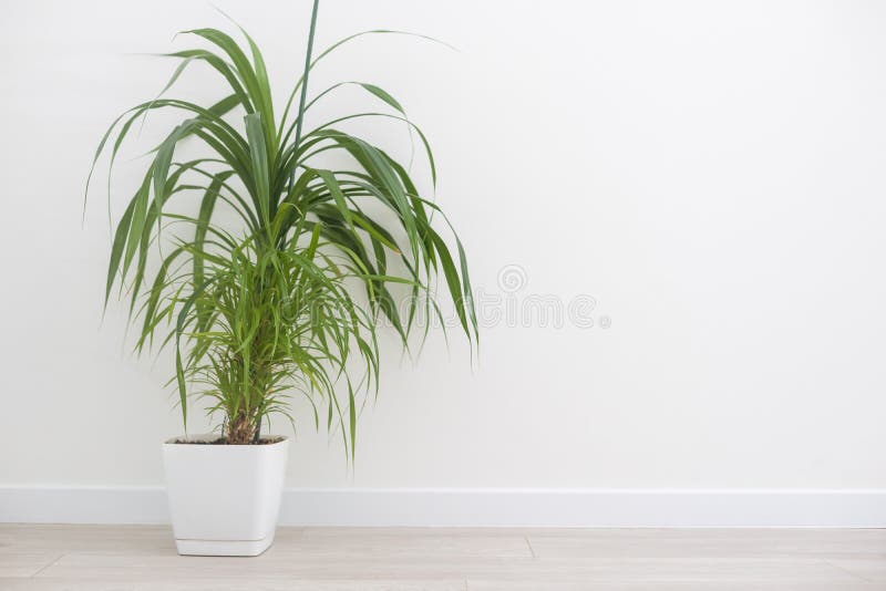 Palm Tree at Home, Indoor Plants Stock Image - Image of design, natural ...