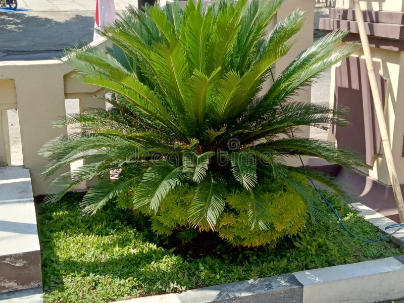 Palm Tree in Home Mini Park Stock Photo - Image of tree, home: 288146594