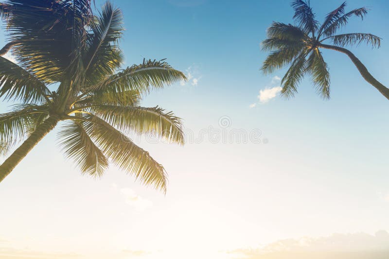 Palm Tree on Hot Tropical Sky Background Stock Image - Image of ...