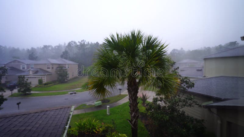 Palm tree in Rain stock video. Video of luxury, background - 215749567