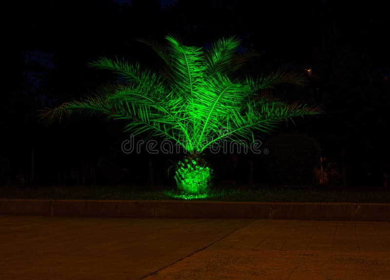 The Palm Tree is Illuminated with Green Light. Park in the Evening ...