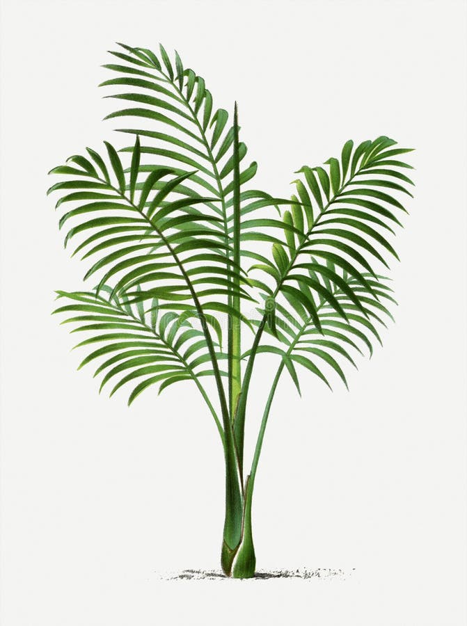 Palm Tree Botanical Illustration. Stock Illustration - Illustration of ...
