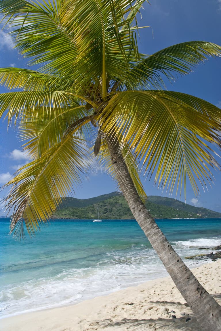 3,547 Cay Dep Tree Stock Photos - Free & Royalty-Free Stock Photos from ...