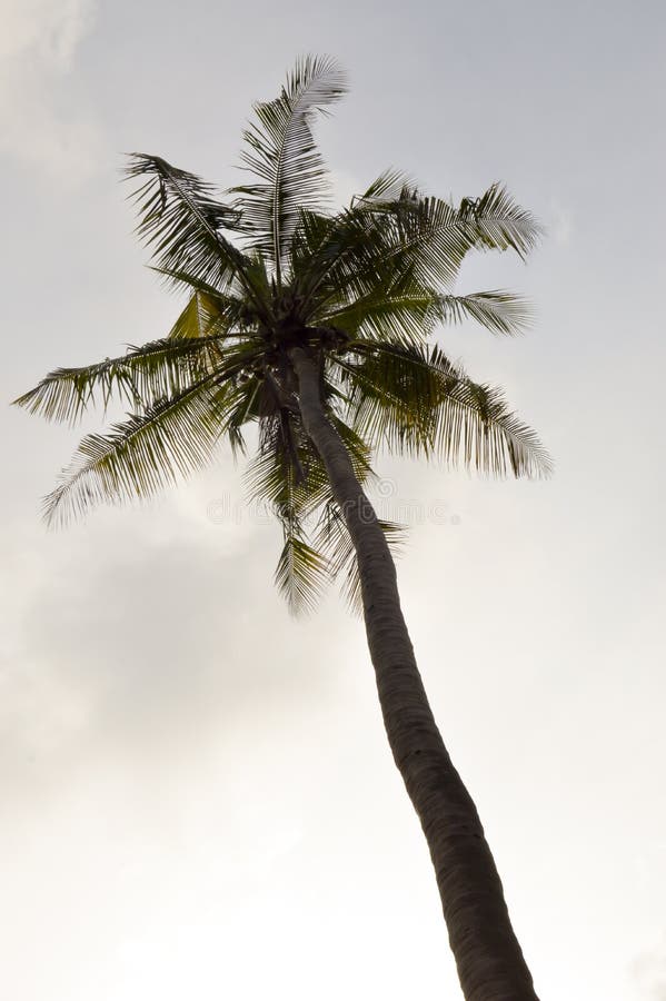 1,038 Kenya Palm Tree Photos - Free & Royalty-Free Stock Photos from ...