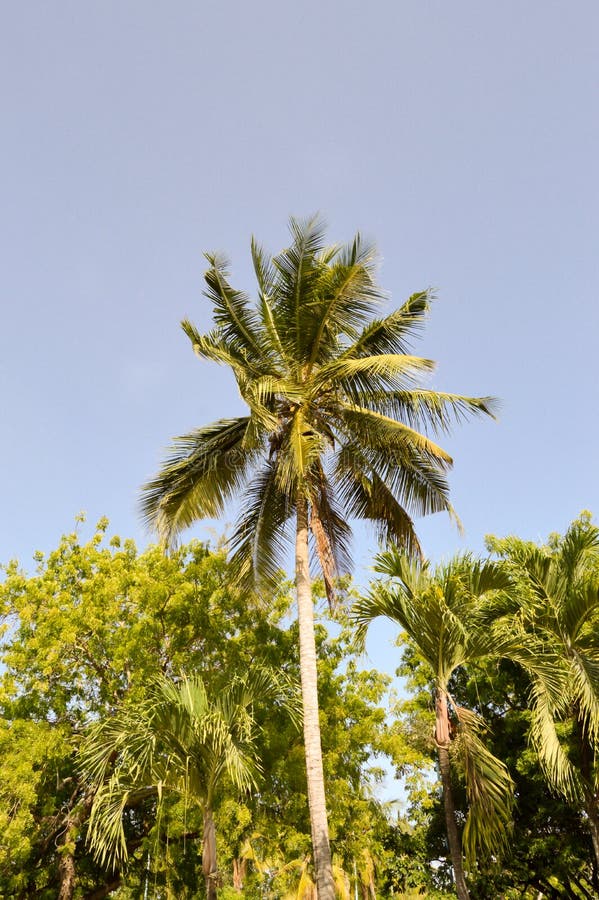 1,038 Kenya Palm Tree Photos - Free & Royalty-Free Stock Photos from ...