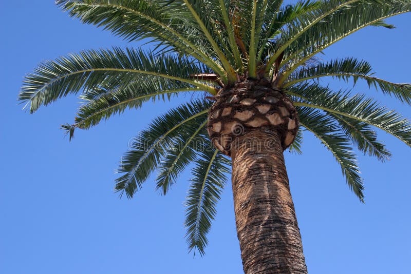Palm Tree Isolated Picture. Image: 1076345
