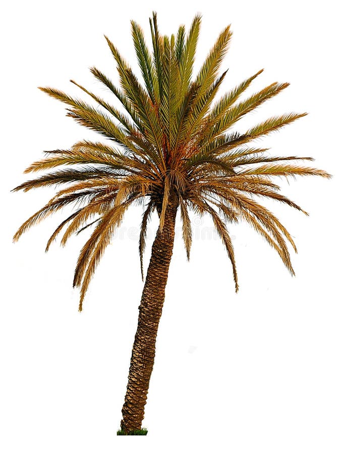 Palm tree isolated stock image. Image of isolated, palm - 14771743 Palm tree isolated stock image. Image of isolated, palm - 14771743