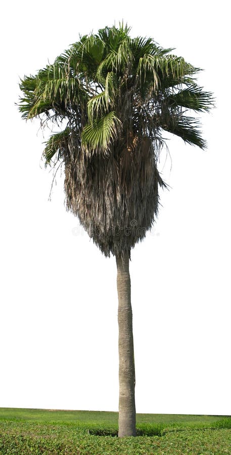 Palm tree isolated stock photo. Image of africa, green - 17010324