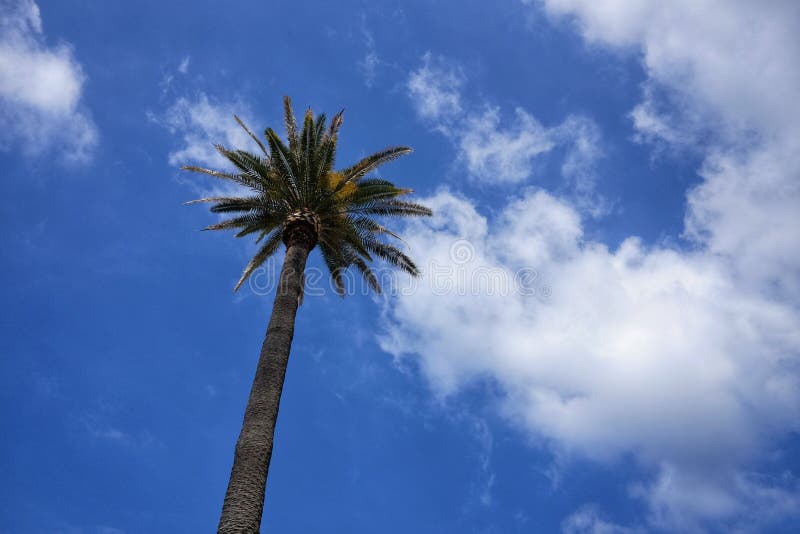 Palm Tree Isolated from Below Stock Photo - Image of paradise, exotic ...