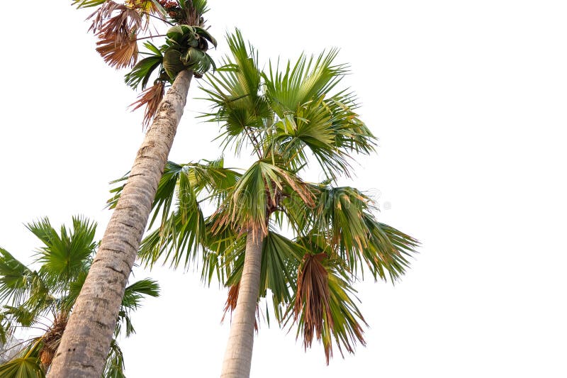 Palm tree isolated stock photo. Image of garden, spruce - 282539394