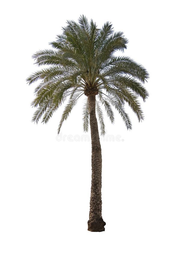 Palm tree isolated stock photo. Image of isolated, organic - 64637768