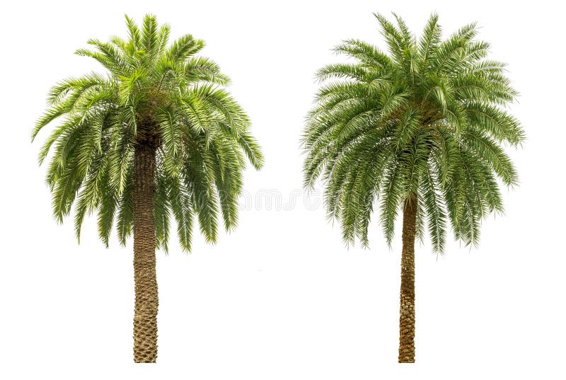 Palm tree isolated stock image. Image of front, objects - 36013373