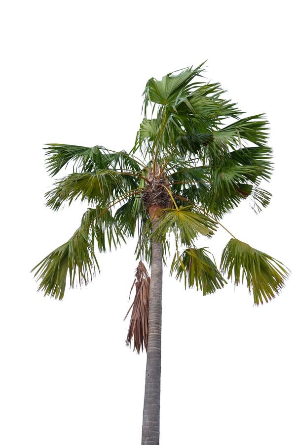 Palm Tree No Background