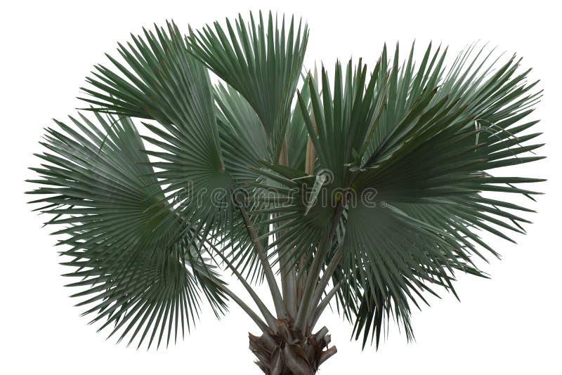 Palm Tree Isolated Stan Alone Stock Image - Image of tree, beautiful ...