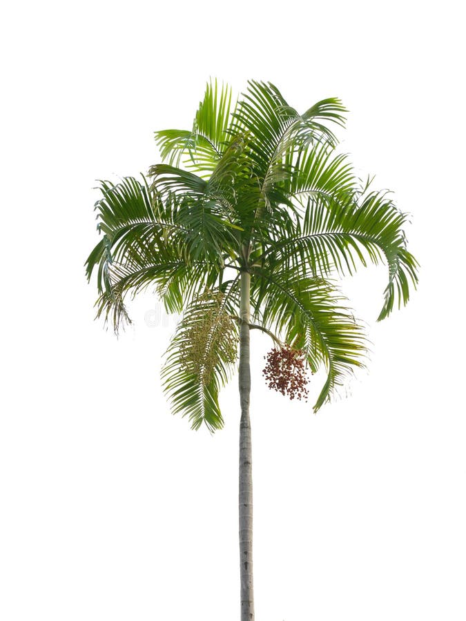 Tree (Coconut Palm) Isolated on White Background Stock Image - Image of ...