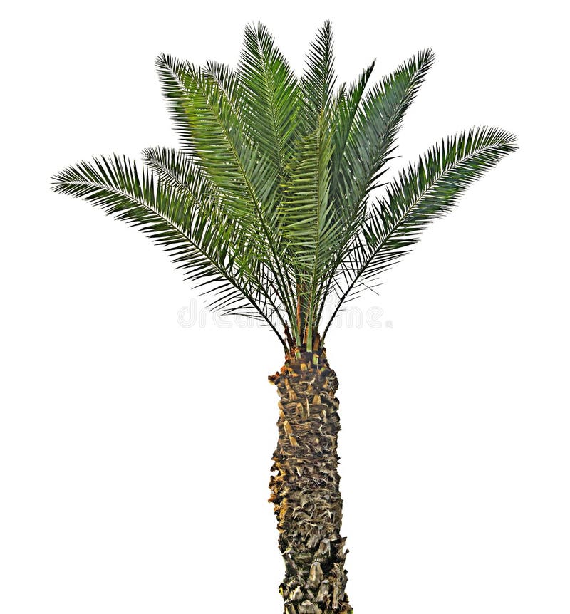 Palm Tree Isolated on White Stock Image - Image of foliage, palm: 222762501