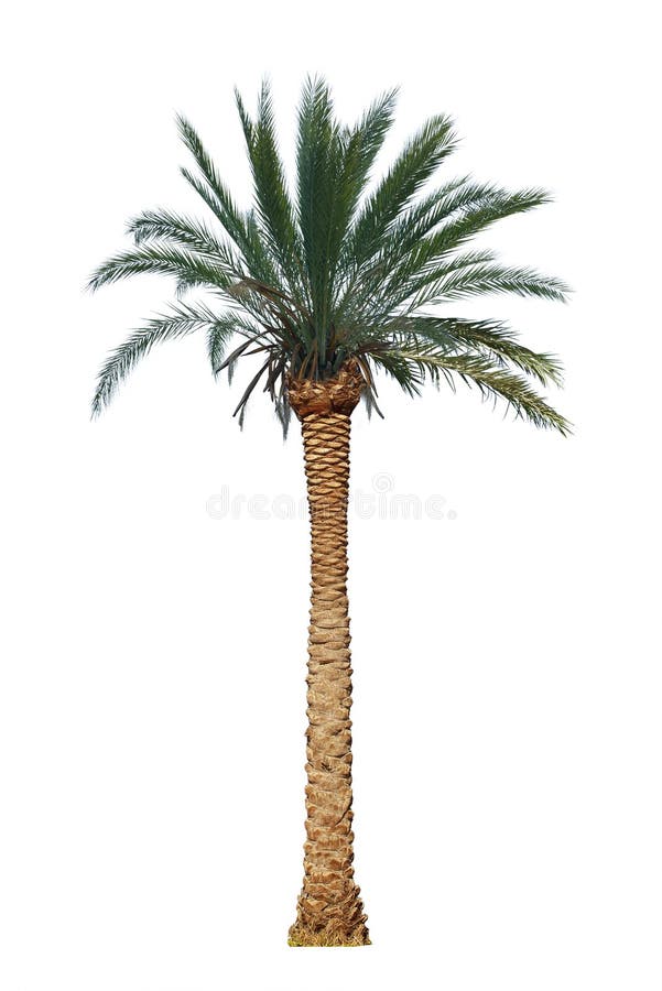 Palm tree isolated stock image. Image of front, objects - 36013373