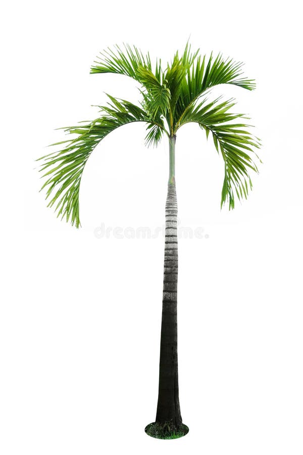 Palm tree isolated stock image. Image of forest, tree - 92265997