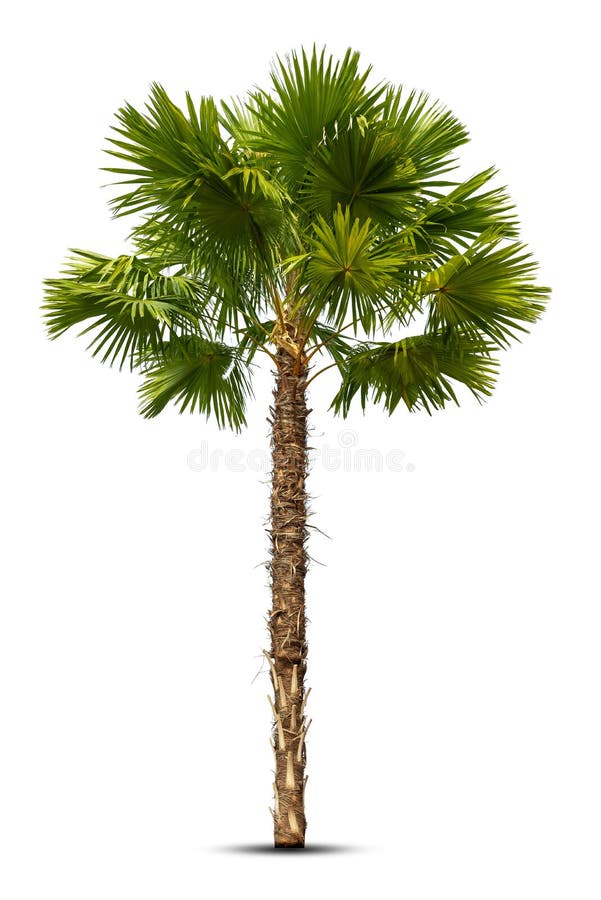 Palm tree stump, stock image. Image of destruction, stem - 223949721