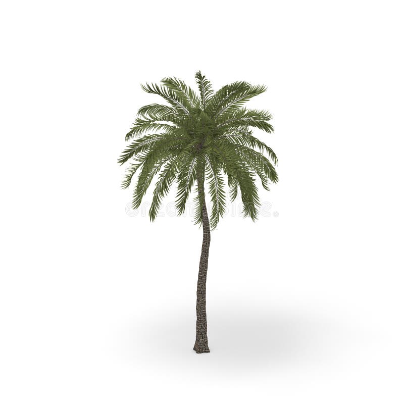 Palm Tree. Isolated on White Background. 3D Rendering Illustration. Top ...