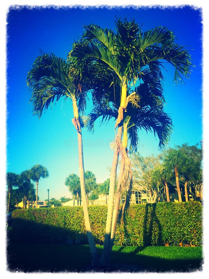 Palm Tree stock photo. Image of palm, tree, blue - 51515704