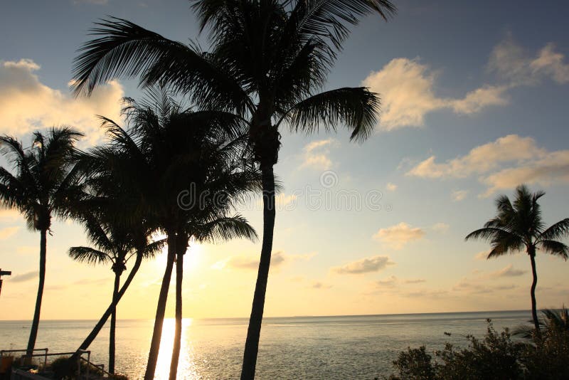 Palm Tree in Key West stock photo. Image of florida, tree - 15010660