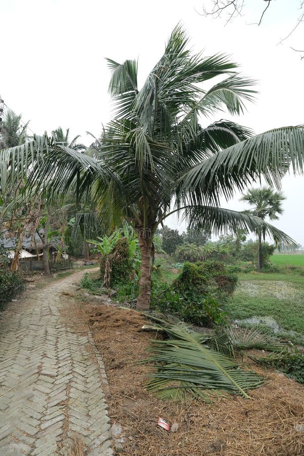 Palm Tree, Kumrokhali, India Stock Image - Image of bengal, leaf: 179863659
