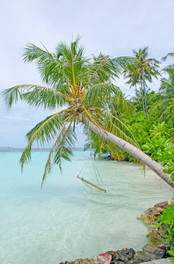 Palm Tree Landscape Over Turquoise Water the Island of Maldives Stock ...