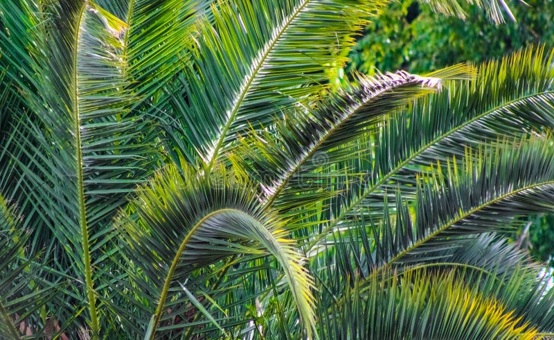 The Cycad Drooping. Cycas Revoluta Thunb Stock Photo - Image of lying ...