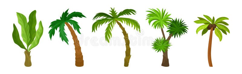Palm Tree with Large Evergreen Leaves and Unbranched Stem or Trunk ...