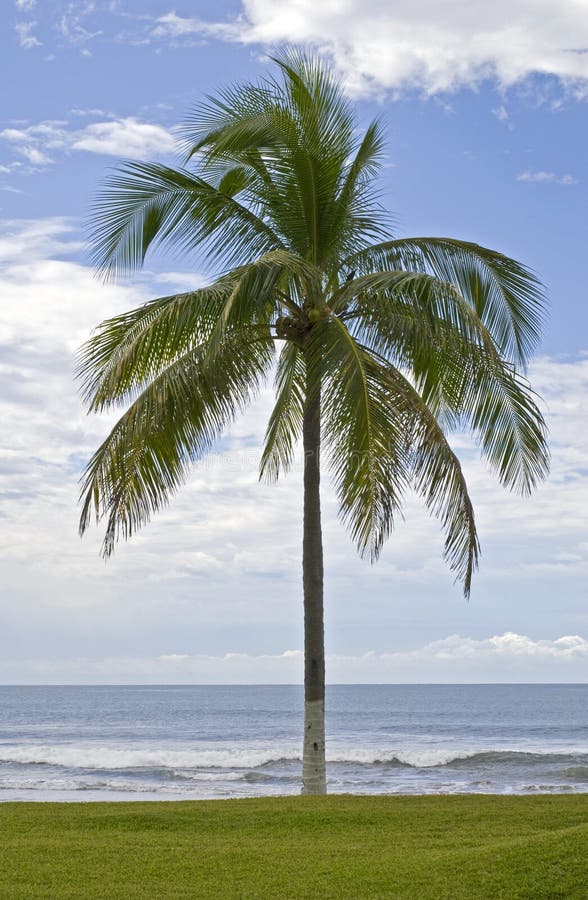 Palm Tree, Lawn and Pacific Ocean Stock Photo - Image of picturesque ...