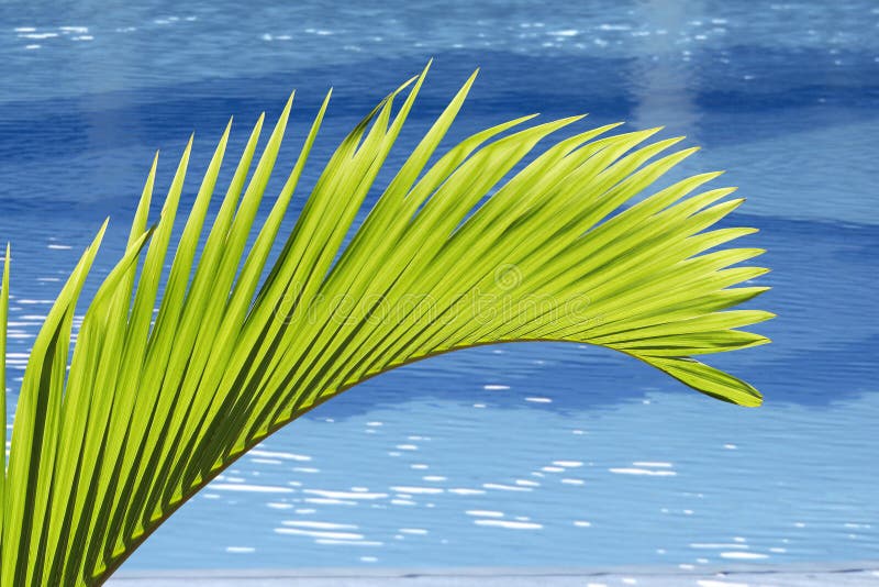 Palm tree leaf stock image. Image of tropical, leaf, gardening - 11374361 Palm tree leaf stock image. Image of tropical, leaf, gardening - 11374361