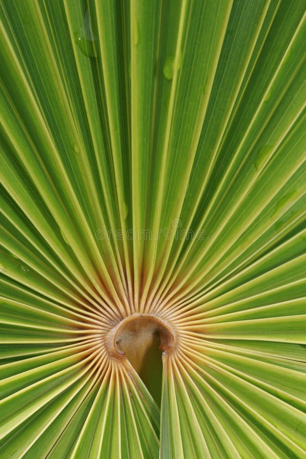 Palm tree leaf stock image. Image of coconuts, ecology - 13905549