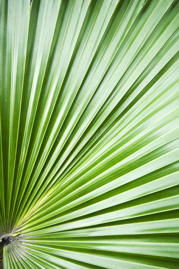 Palm tree leaf stock photo. Image of tropical, foliage - 14330782
