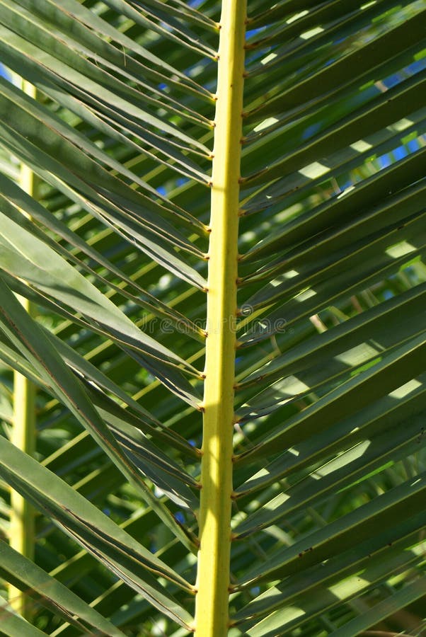 Palm Tree Leaf stock image. Image of australia, abstract - 15735919