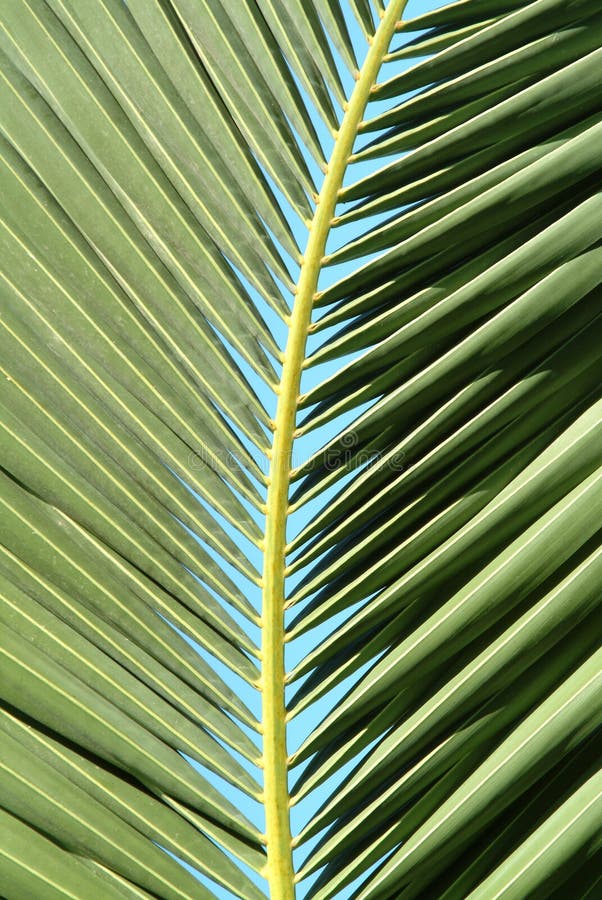 Palm tree leaf stock photo. Image of closeup, climate - 1748178